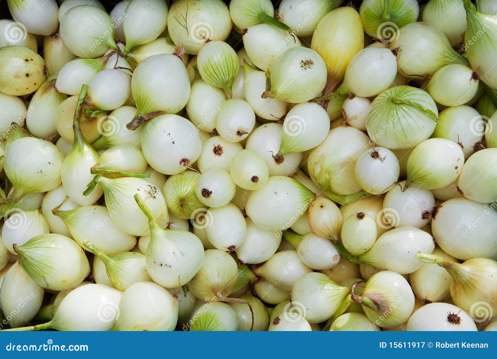 Boiling Onions stock image. Image of condiment, diet - 15611917