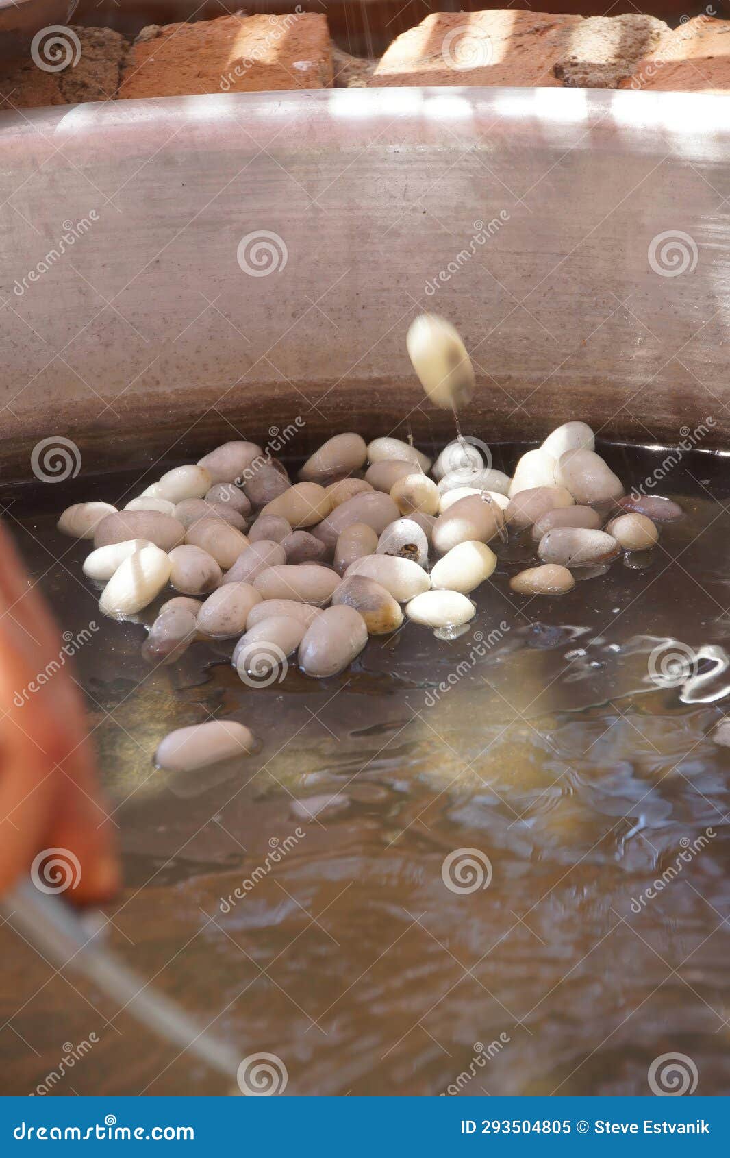 Boiling silkworm cocoons stock image. Image of cooking - 293504805