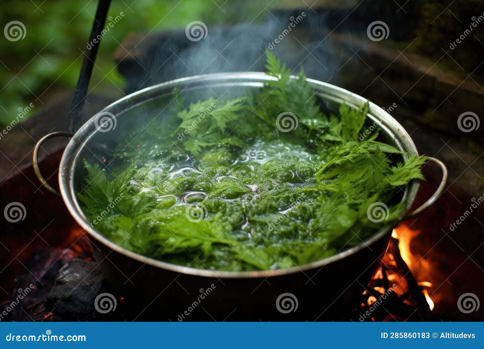 Boiling Water with Nettle Leaves in a Pot Over Fire Stock Image - Image ...