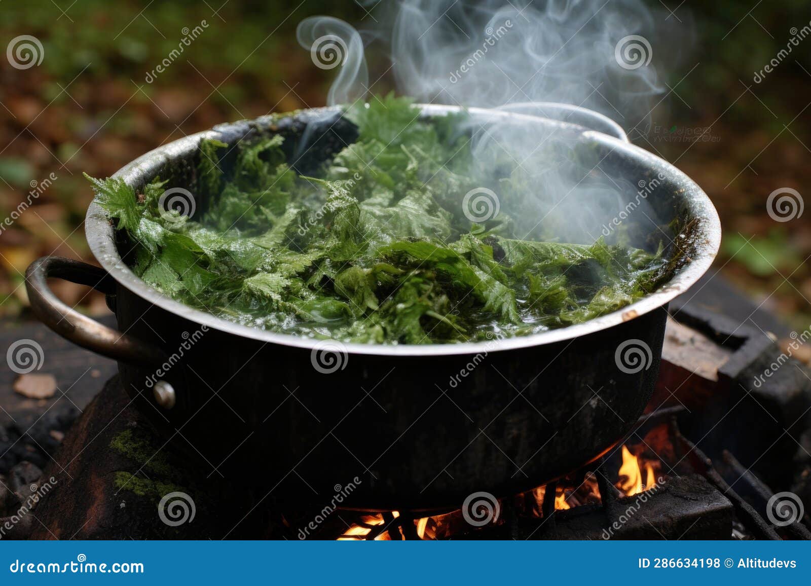 Boiling Water with Nettle Leaves in a Pot Over Fire Stock Photo - Image ...