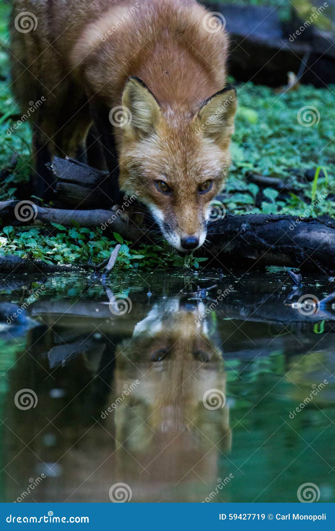 Boire de renard rouge image stock. Image du renard, boire - 59427719 Boire de renard rouge image stock. Image du renard, boire - 59427719