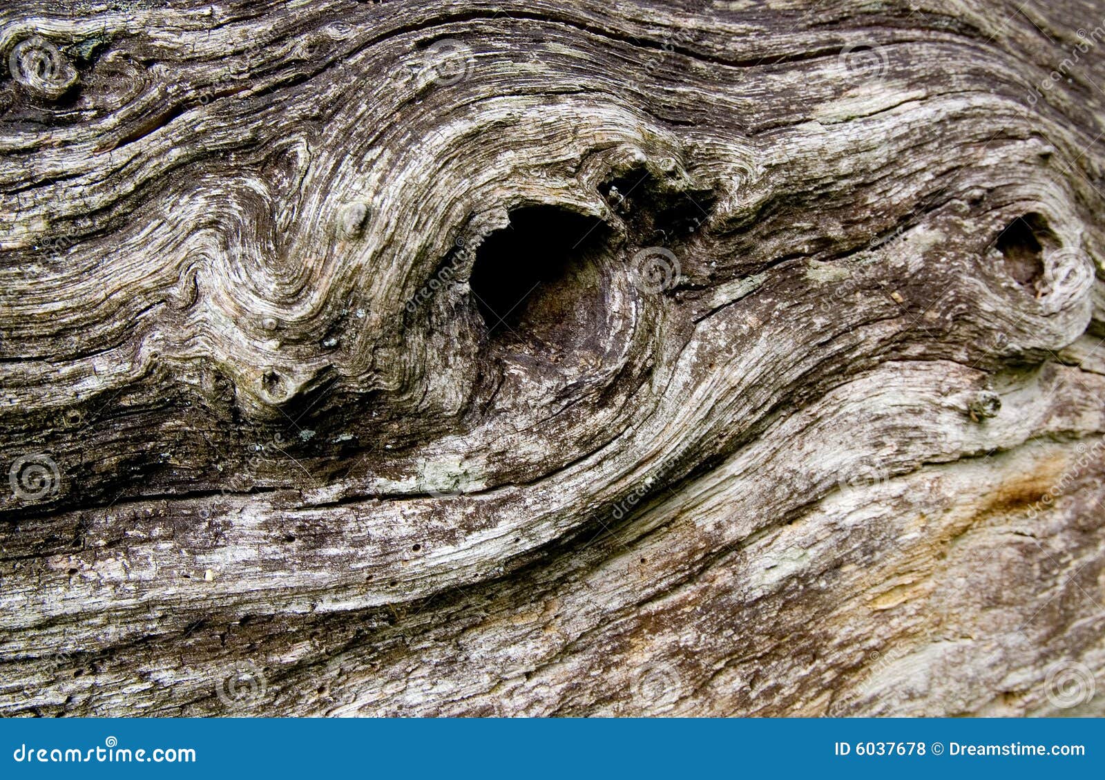 Bois blanchi photo stock. Image du - 6037678