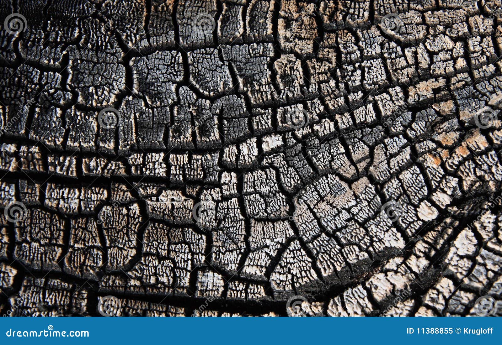 Bois carbonisé image stock. Image du cendres, arbre, surface - 11388855