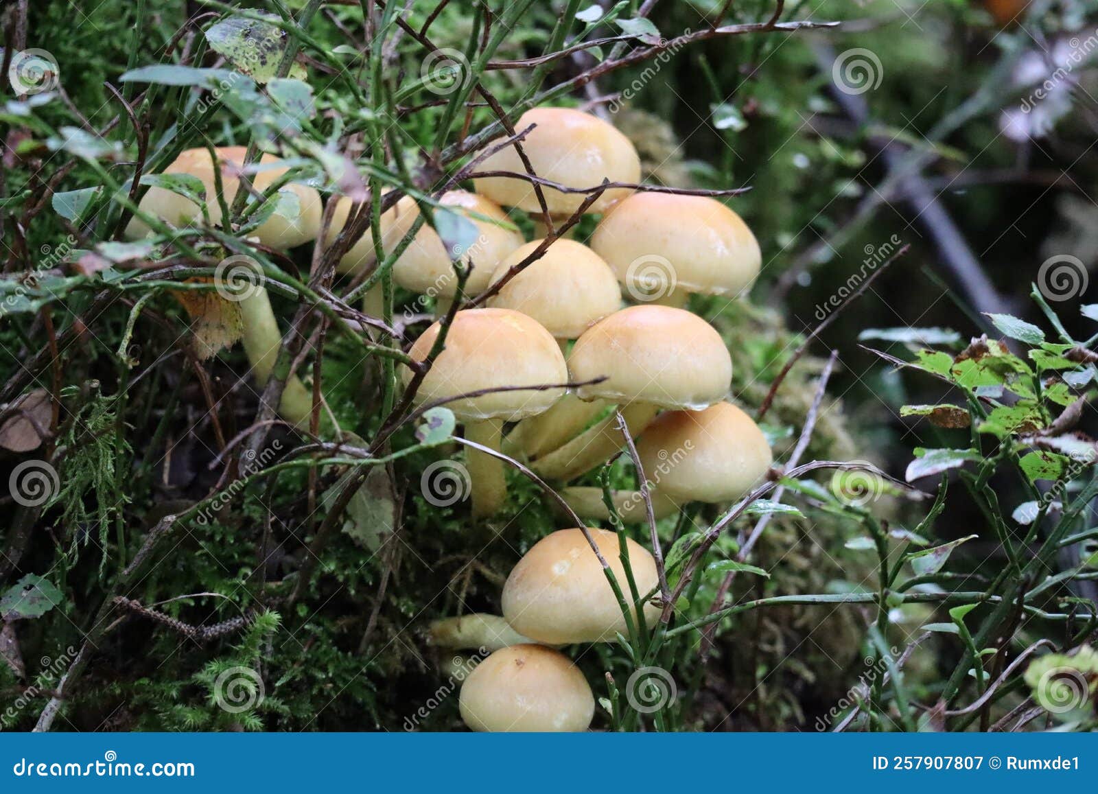 Bois En Cluster Dans Le Bois Image stock - Image du commun, bien: 257907807