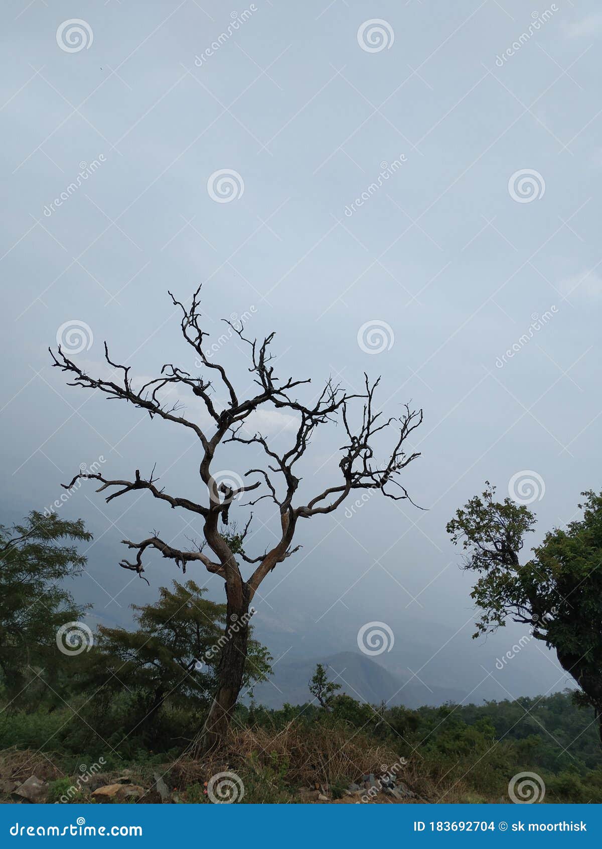 Bois sec et arbre sec photo stock. Image du arbre, vert - 183692704