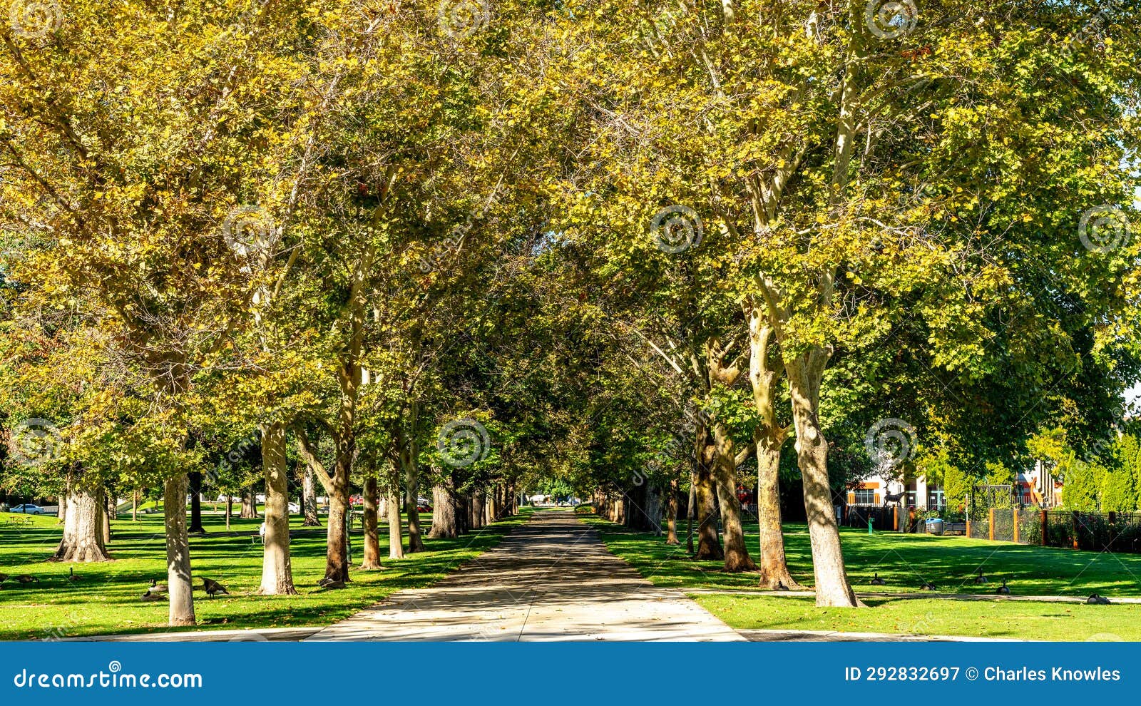 Boise City Park Sidewalk Lined with Trees Stock Image - Image of shade ...