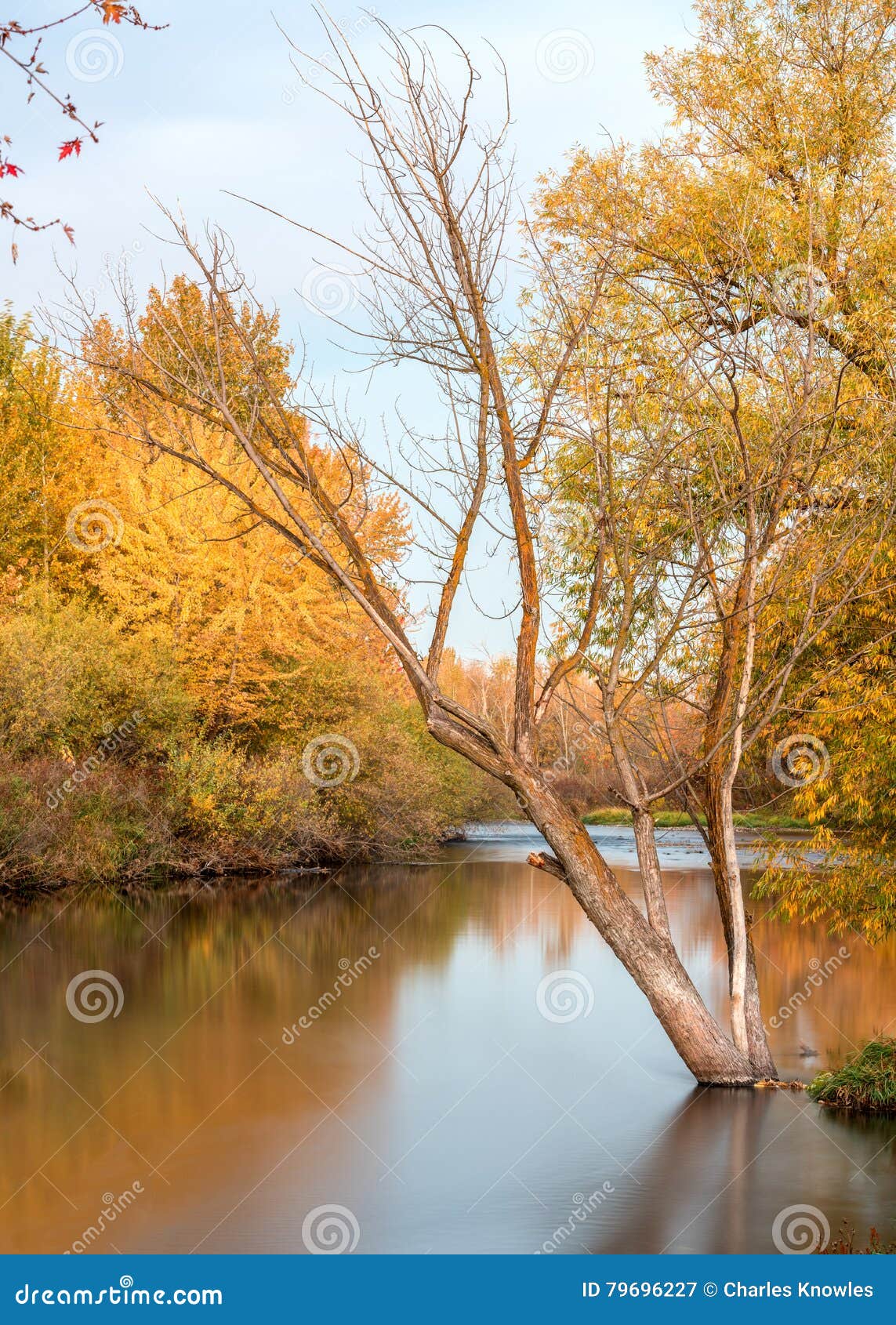 Boise River with Fall Tree Colors Reflecting Stock Image - Image of ...