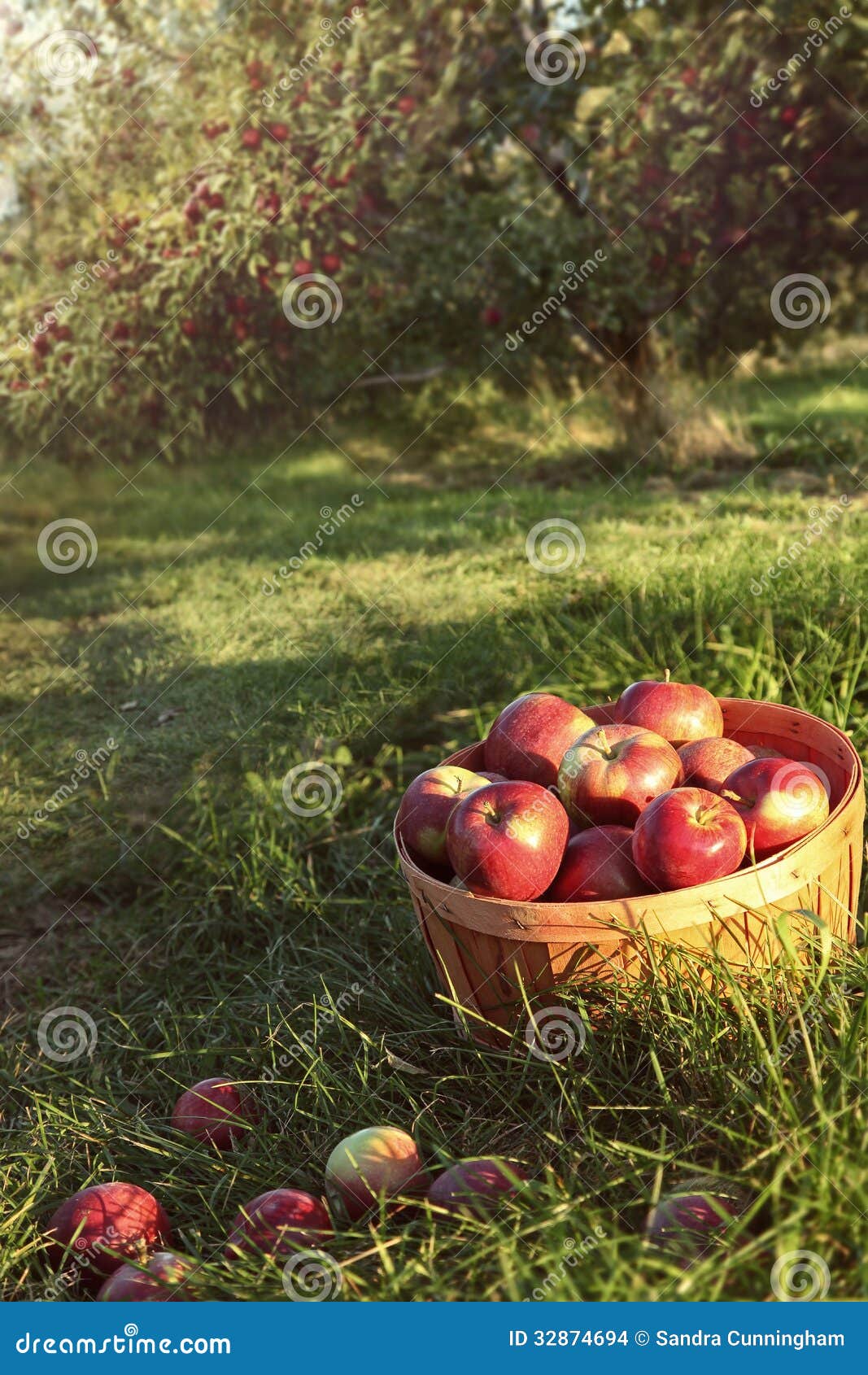 Boisseau De Pommes Dans Le Verger Photo stock - Image du panier, herbe ...