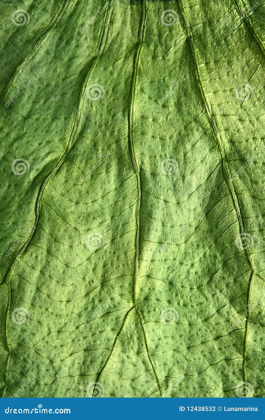 Macro Closeup Of A Ornamental Colorful Hedge Flower, Weeping Lantana ...