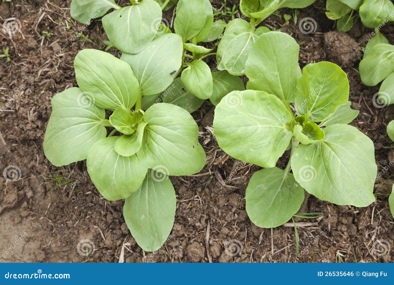Bok choi field stock photo. Image of cuisine, organic - 26535646