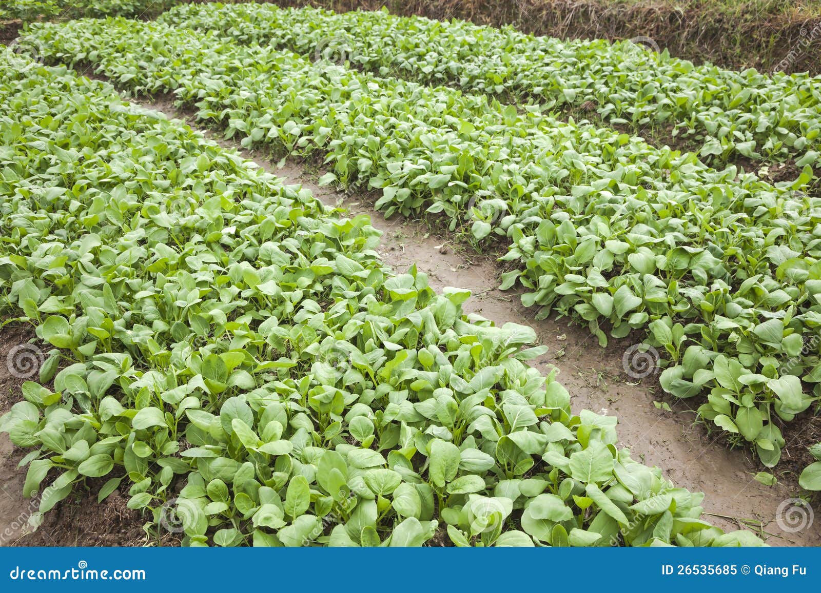 Bok choi field stock image. Image of wombok, farm, cook - 26535685