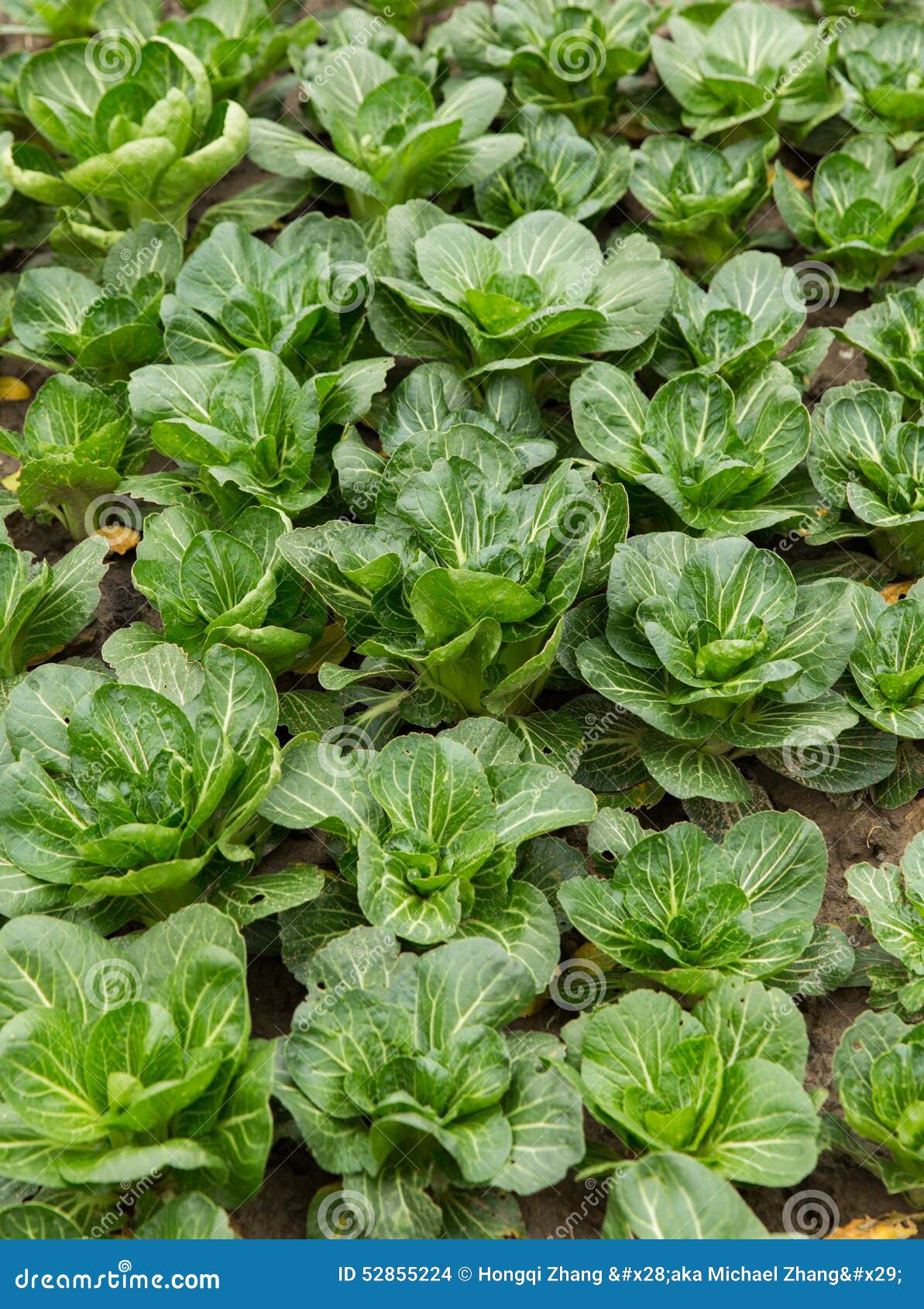 Bok choi field stock photo. Image of nature, leaf, harvest - 52855224