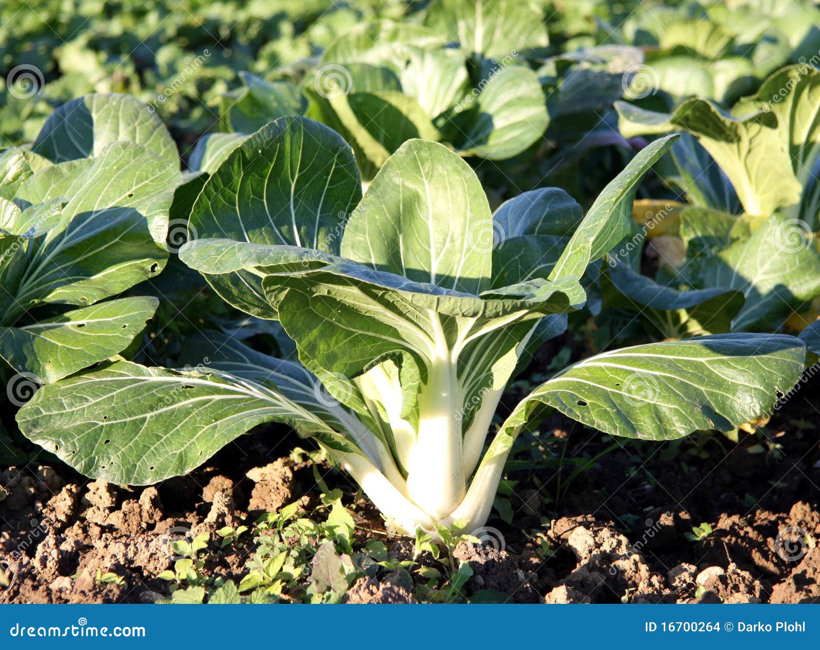 Bok choy stock photo. Image of detail, gardening, brassica - 16700264