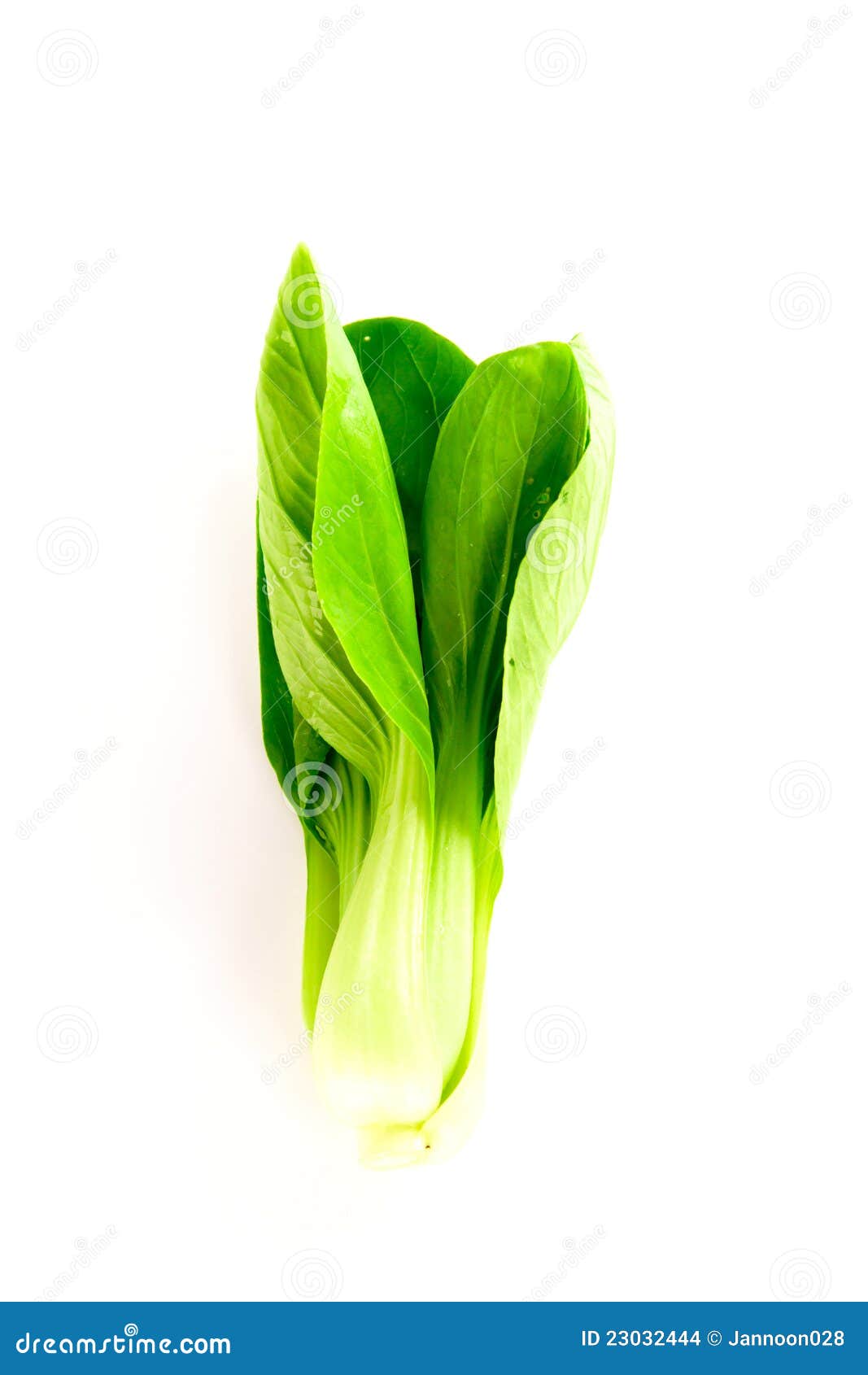 Bok choy stock photo. Image of diet, ingredient, agriculture - 23032444