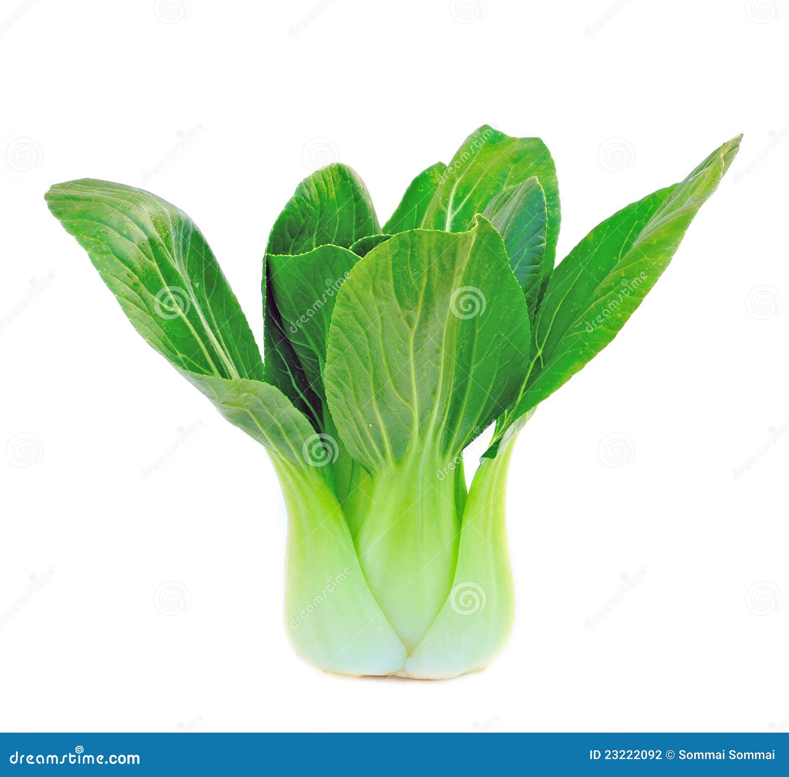 Bok choy stock photo. Image of food, green, dieting, geng - 23222092
