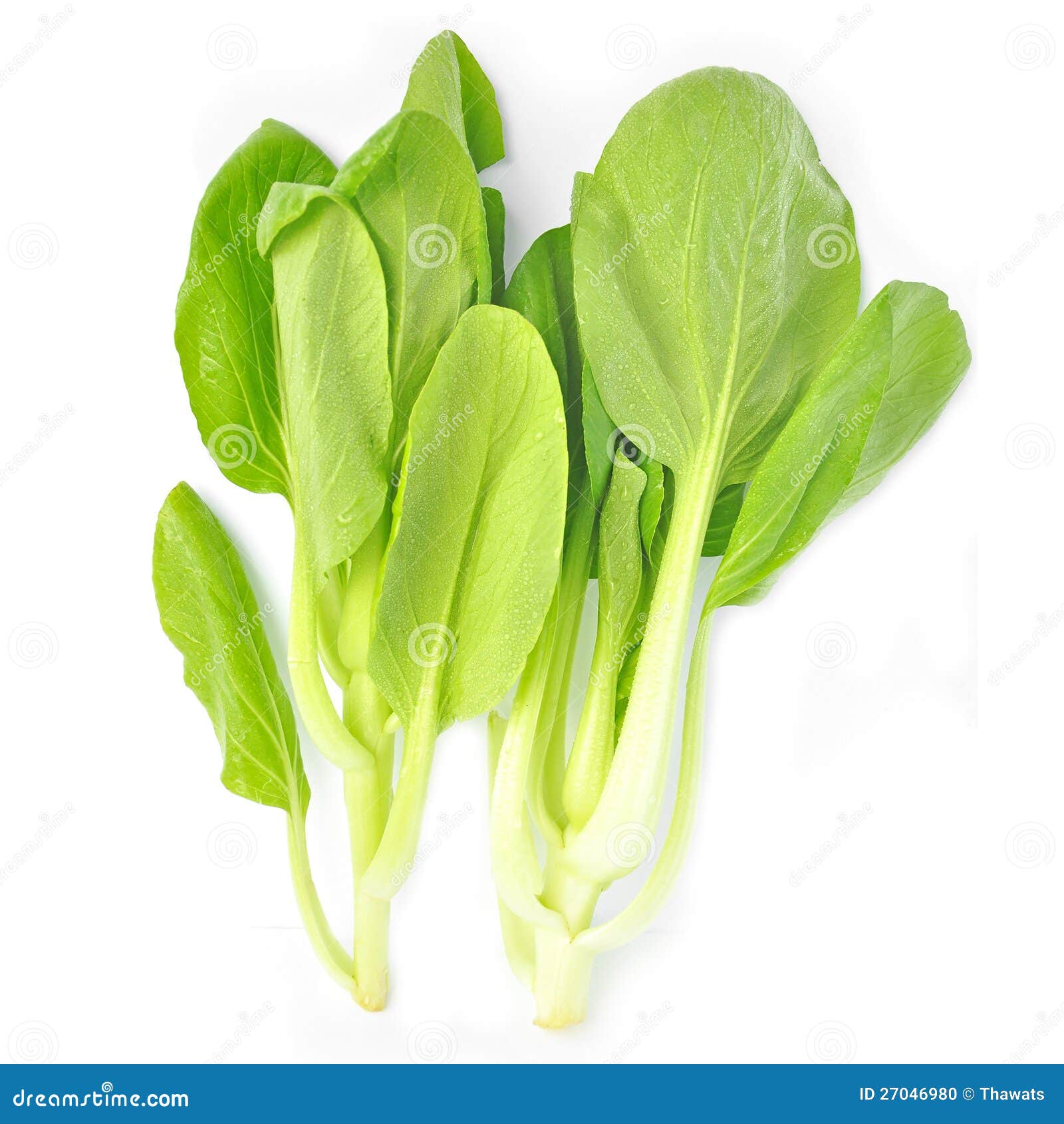 Bok choy stock photo. Image of nutrition, farm, natural - 27046980