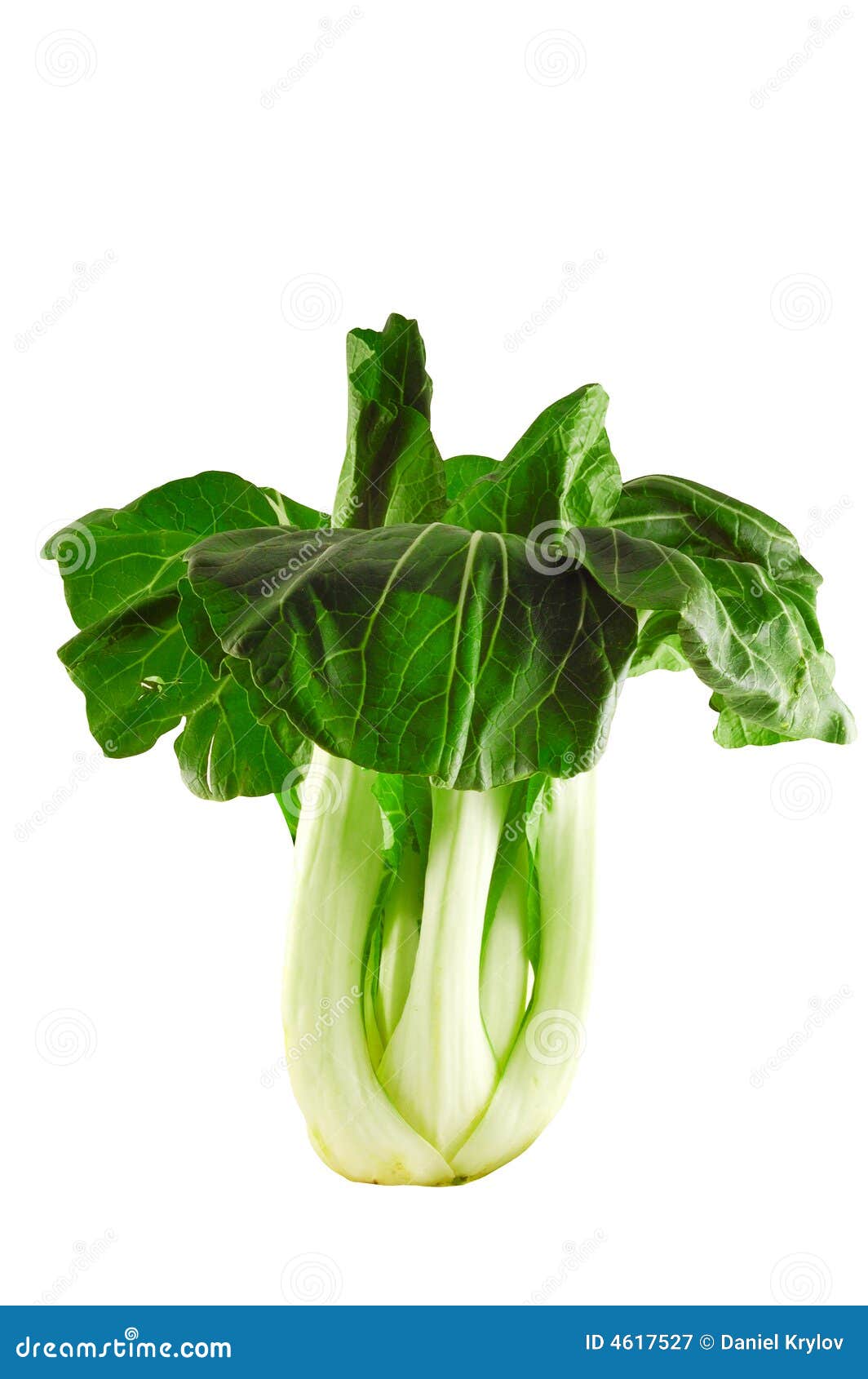 Bok choy stock image. Image of chinese, cooking, salad - 4617527