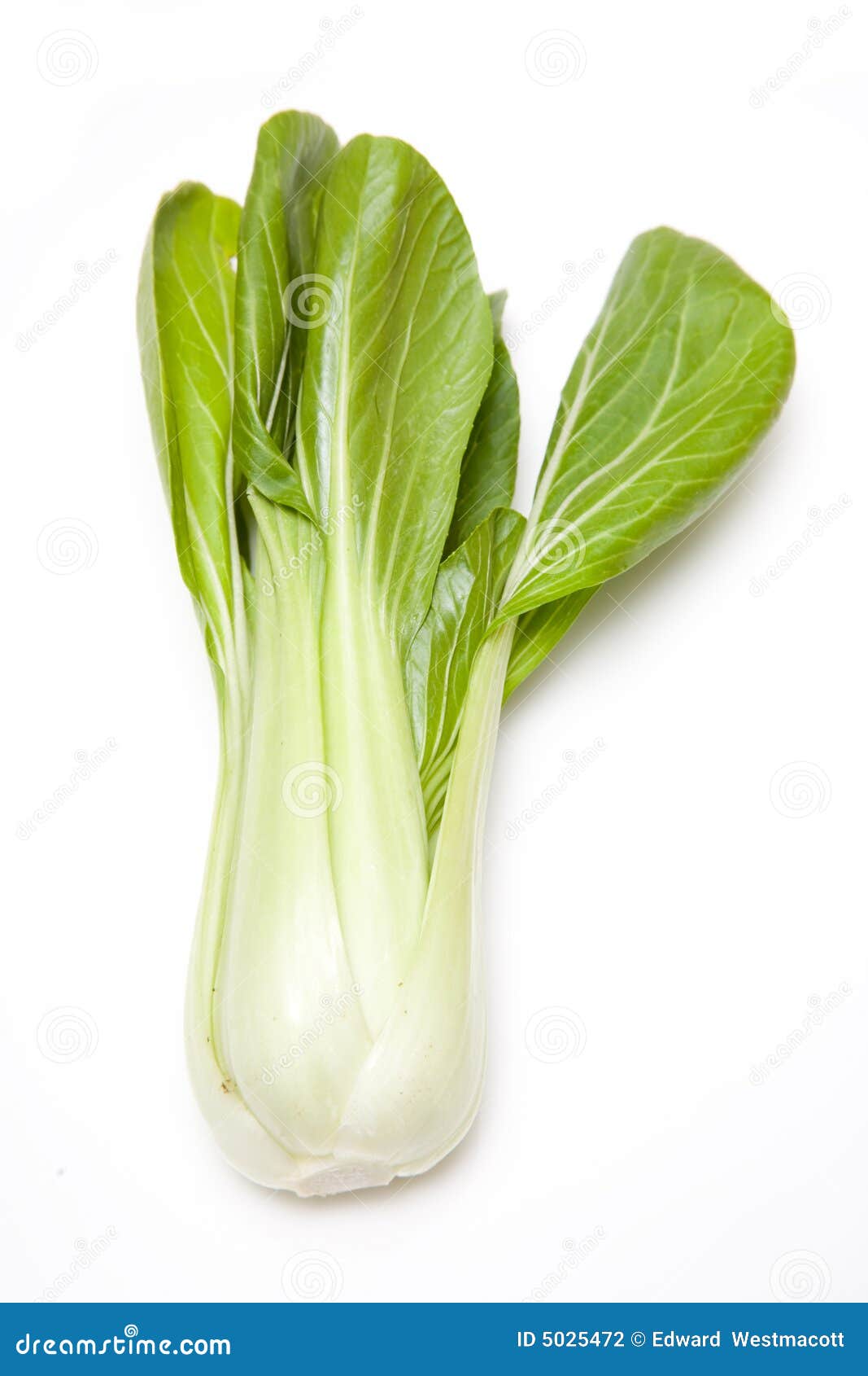 Bok Choy stock photo. Image of isolated, food, white, nature - 5025472