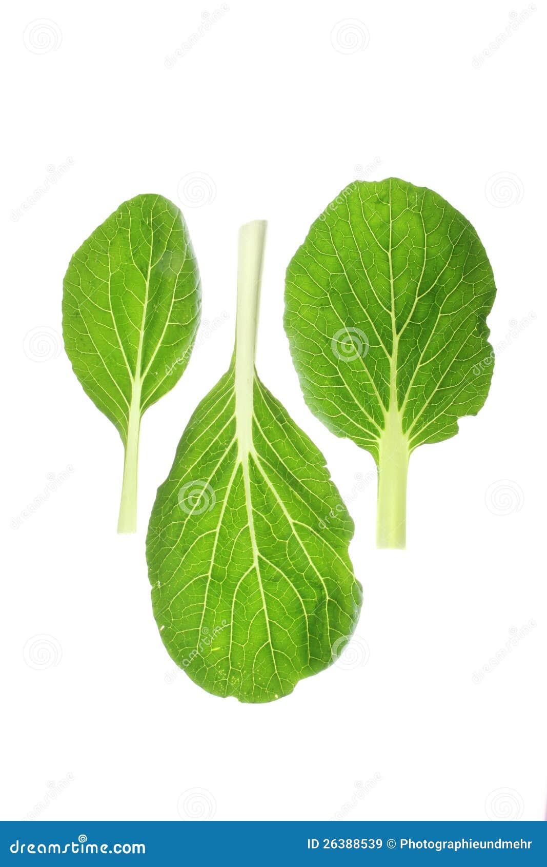 Bok Choy (Brassica Rapa Chinensis) Stock Image - Image of pattern ...