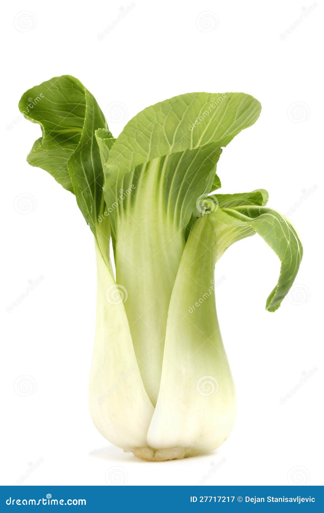Bok Choy - chinese cabbage stock image. Image of chinese - 27717217