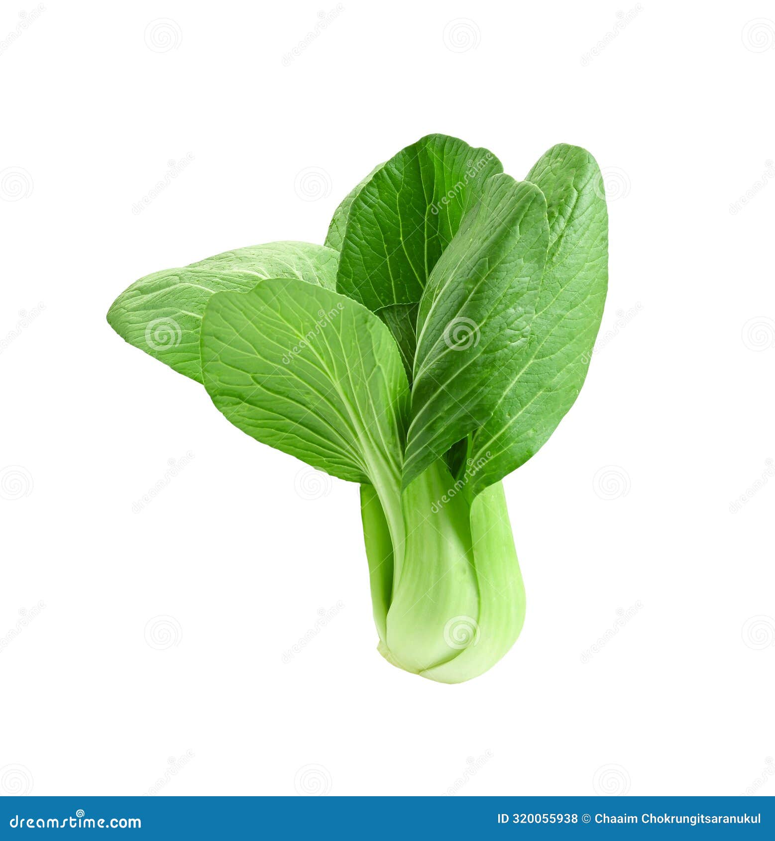 Bok Choy Also Called Chinese Cabbage Isolated on White Background Stock ...
