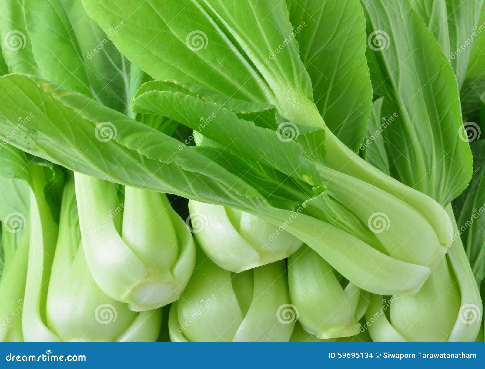 Bok Choy (chinese Cabbage) Royalty-Free Stock Photography ...