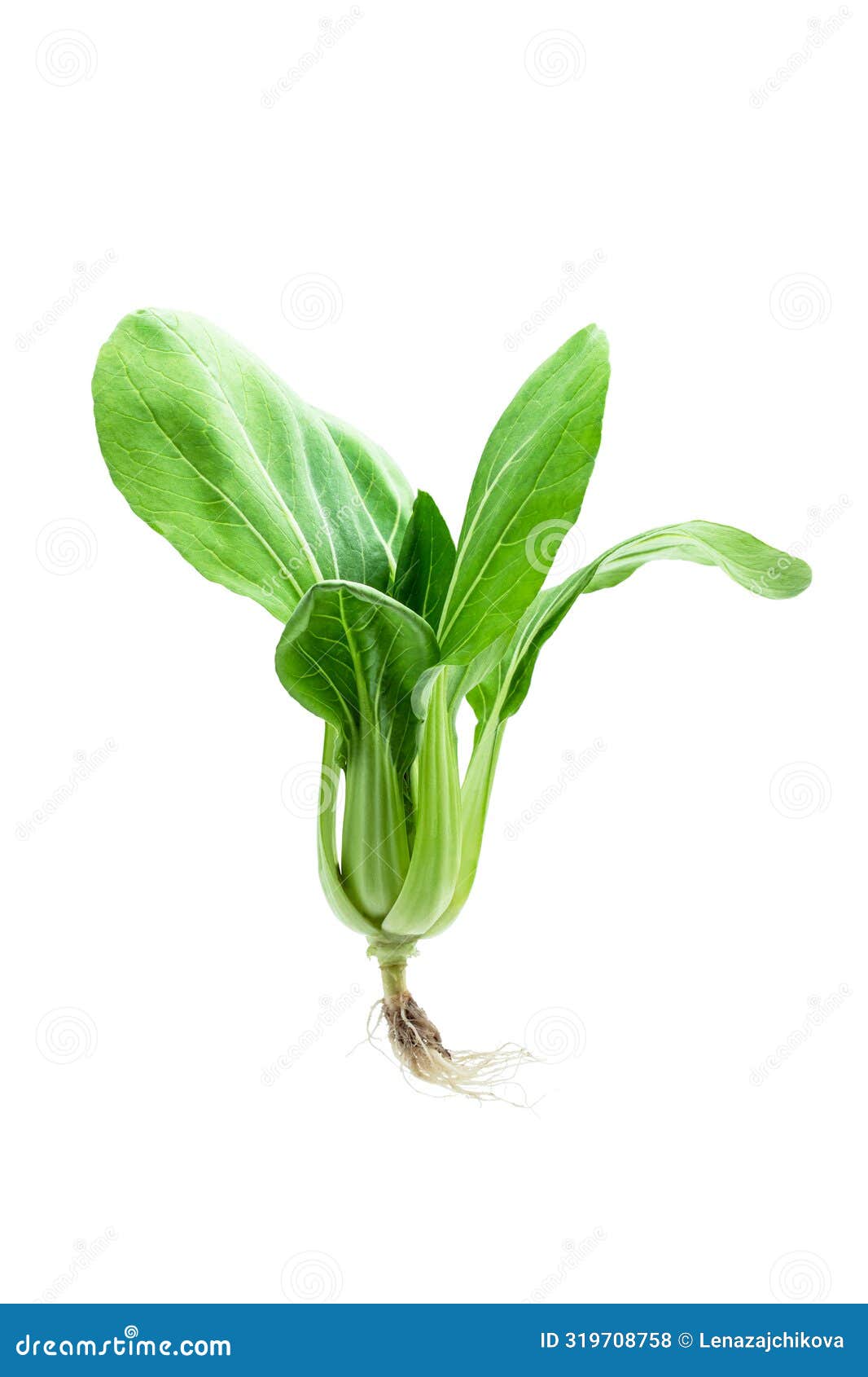Bok Choy Chinese Cabbage with Roots Isolated on White Stock Photo ...