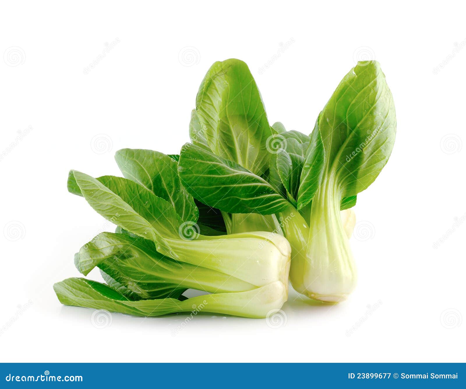 Bok choy (col de China) imagen de archivo. Imagen de revuelva - 23899677