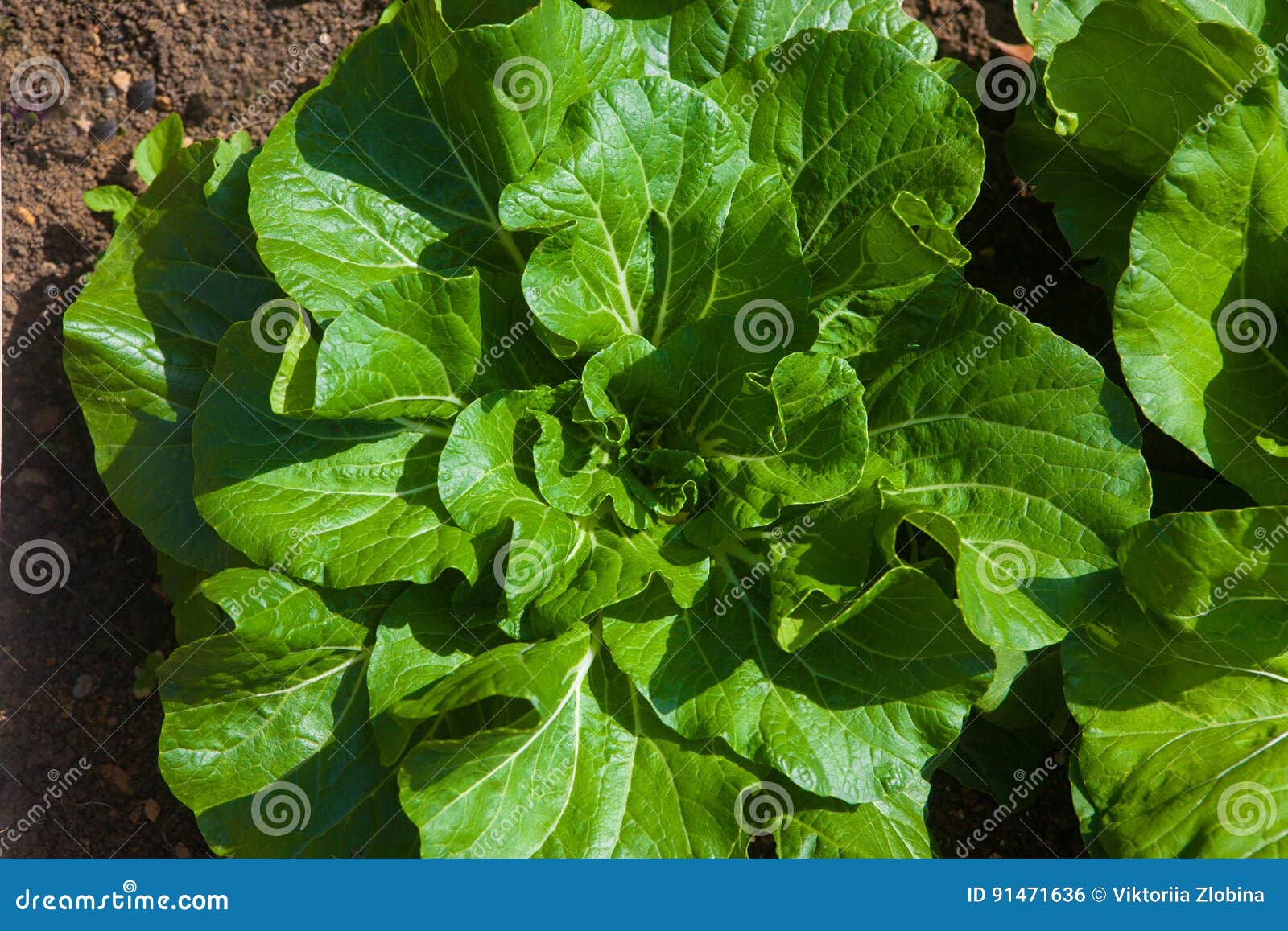 Bok Choy on the farm stock photo. Image of leaf, choi - 91471636