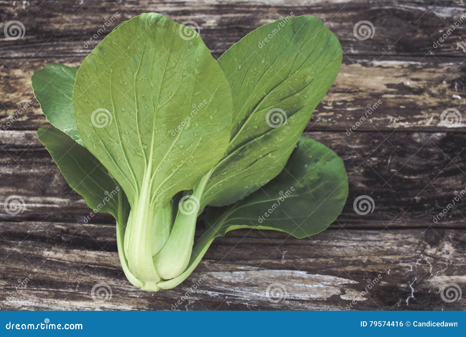 Bok Choy stock photo. Image of vegetarian, fresh, chinese - 79574416