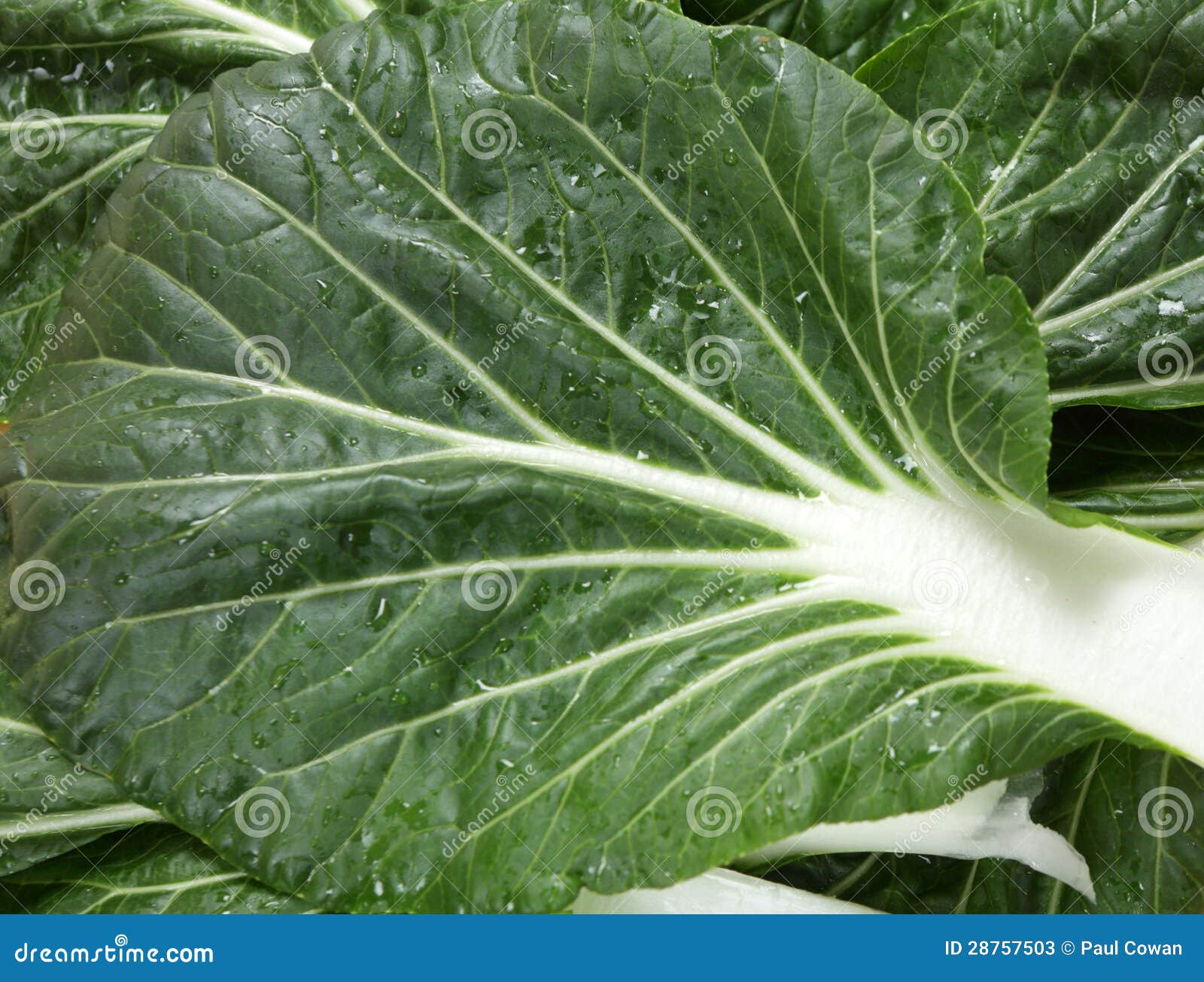 Bok choy or Pak Soy leaves stock image. Image of vegetable - 28757503