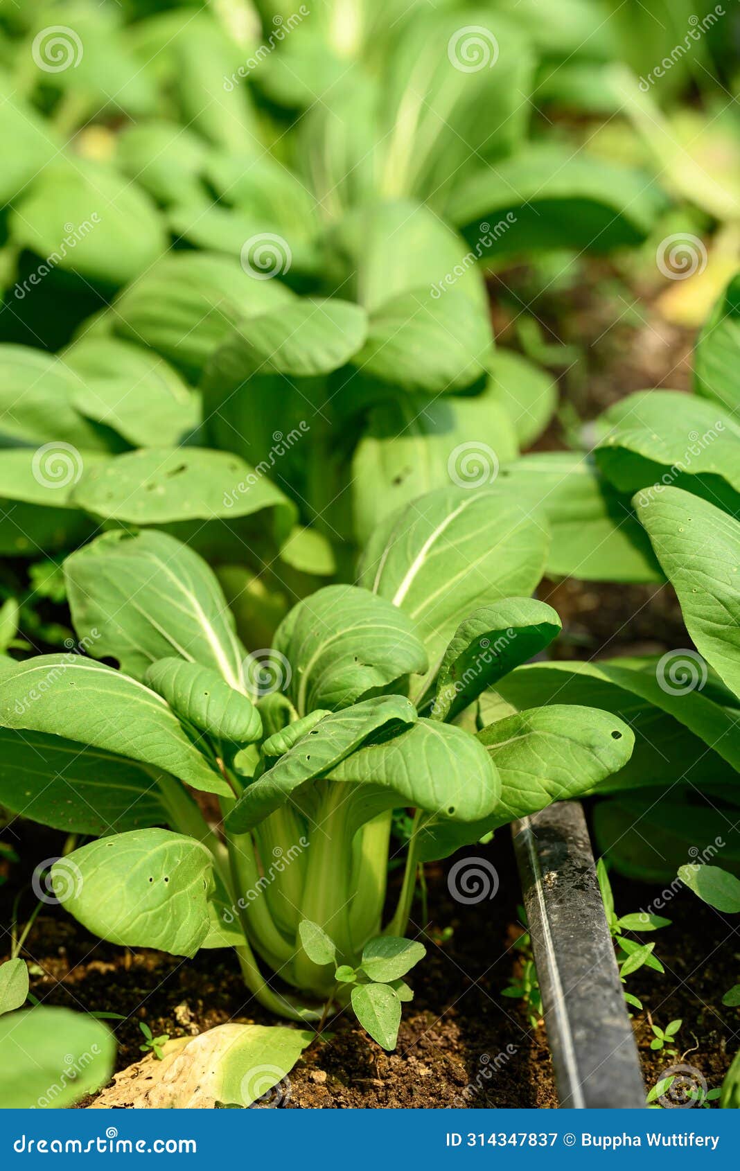 Bok Choy Plant In Organic Garden Using Drip Irrigation System Royalty ...