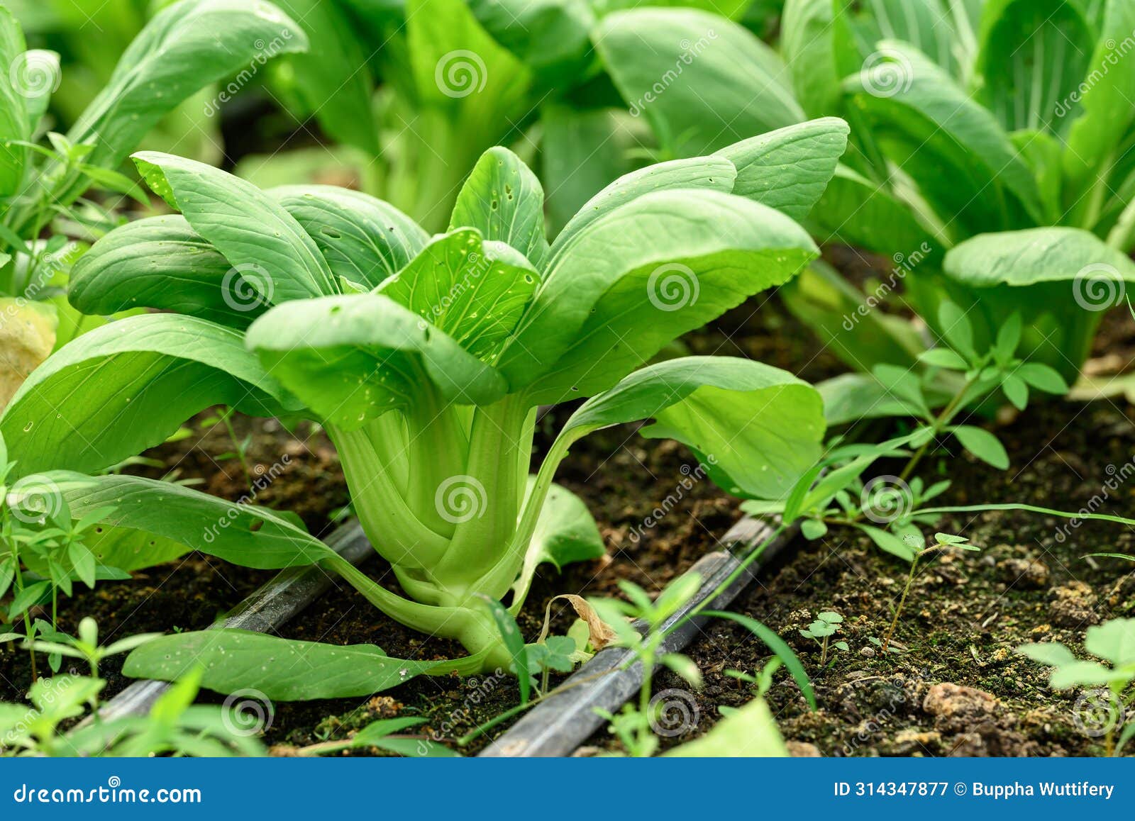 Bok Choy Plant In Organic Garden Using Drip Irrigation System Royalty ...