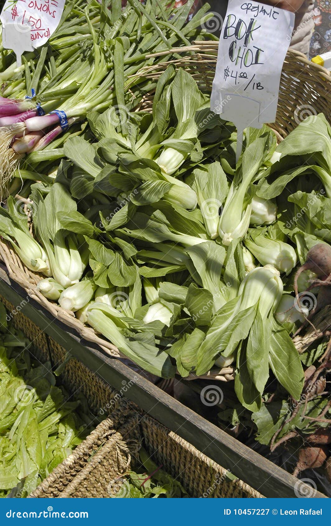 Bok Choy or snow cabbage stock image. Image of choy, china - 10457227