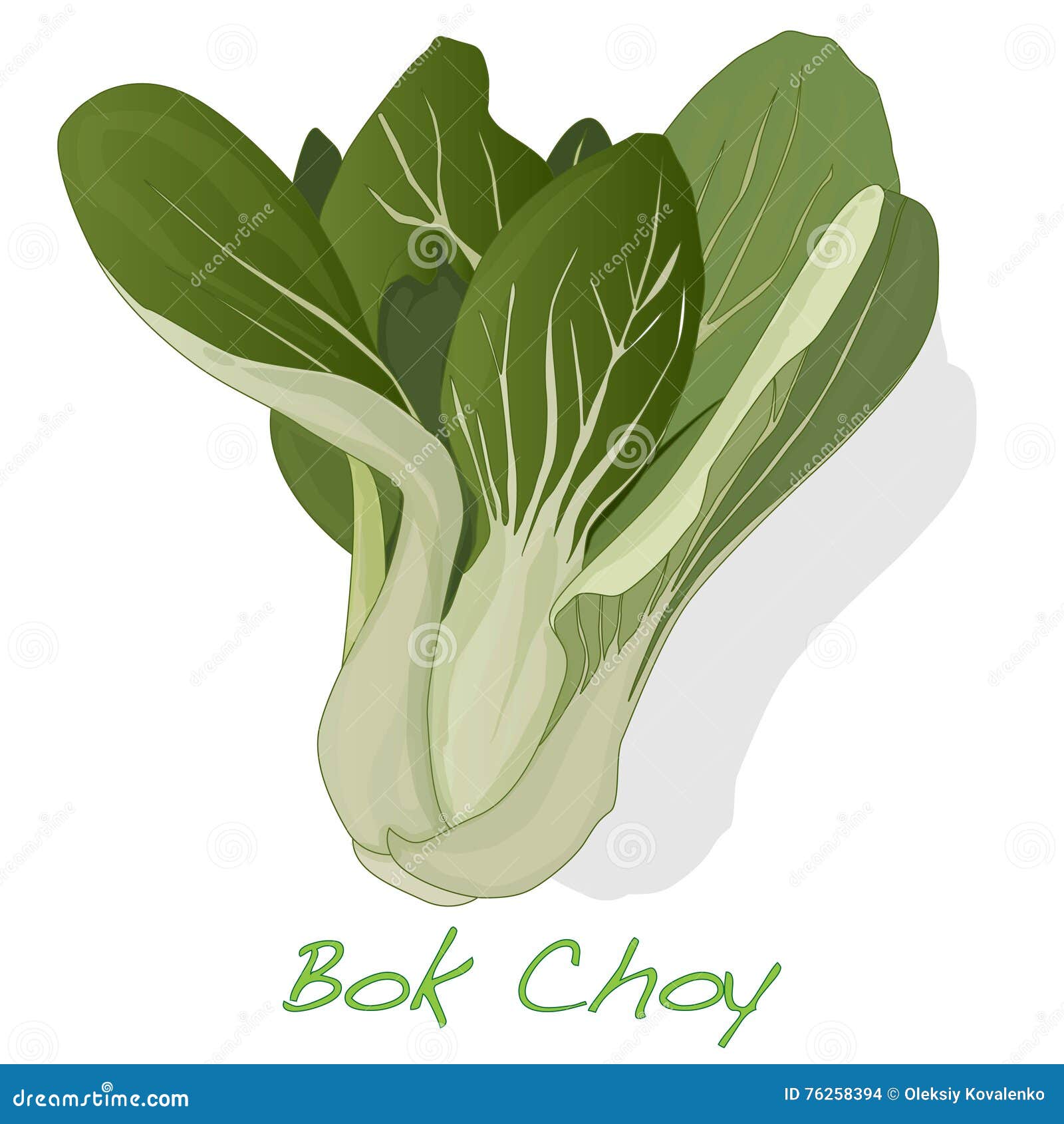 Bok Choy Vegetable Isolated On White. Hand Drawn Illustration Of Pak ...