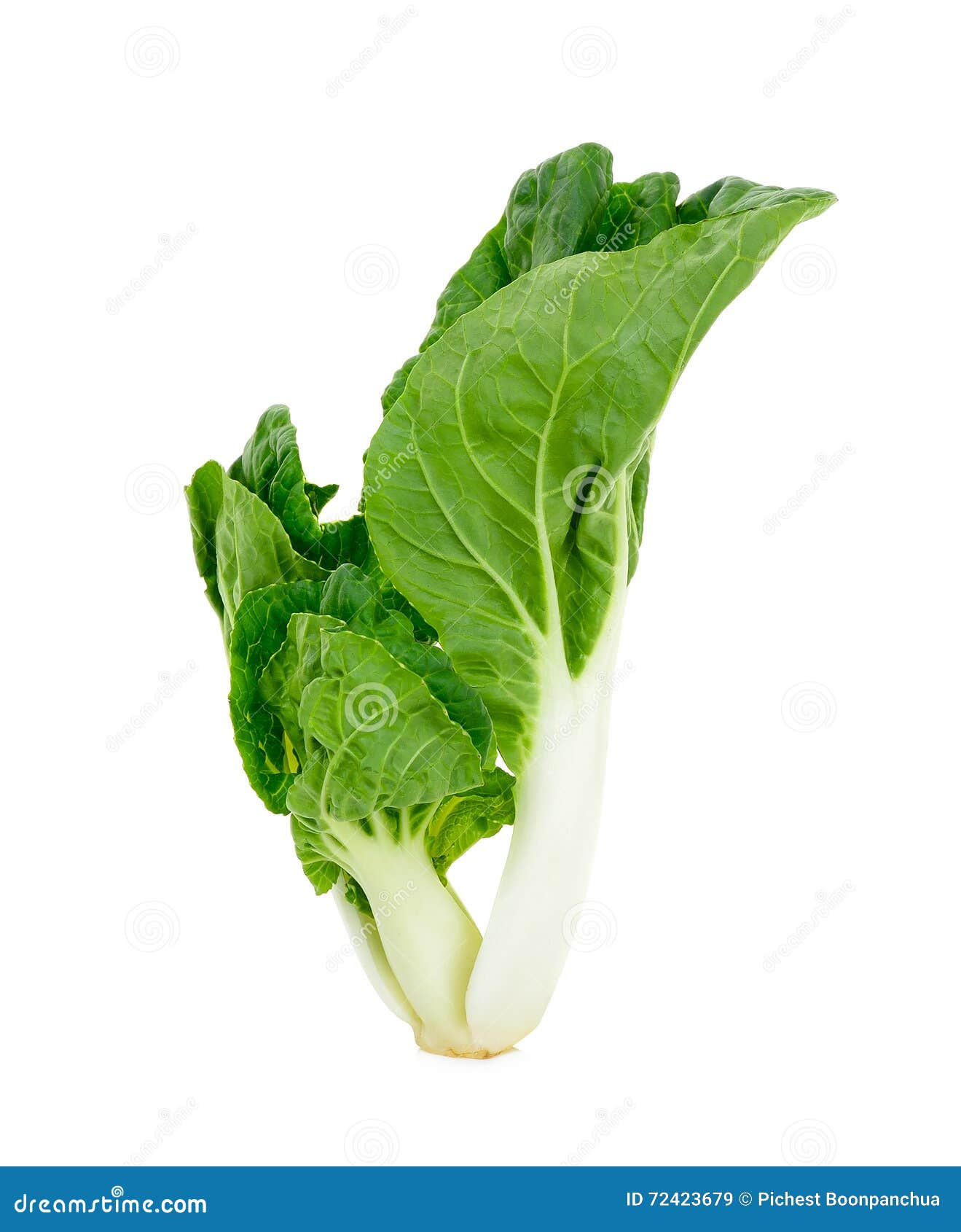 Bok Choy Vegetable Isolated Stock Image - Image of head, fresh: 72423679