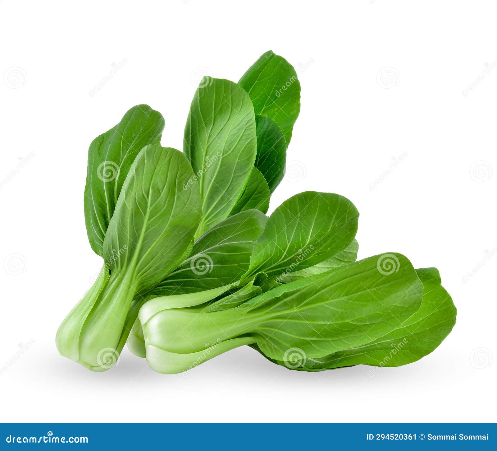 Bok Choy Vegetable on White Stock Image - Image of green, agriculture ...