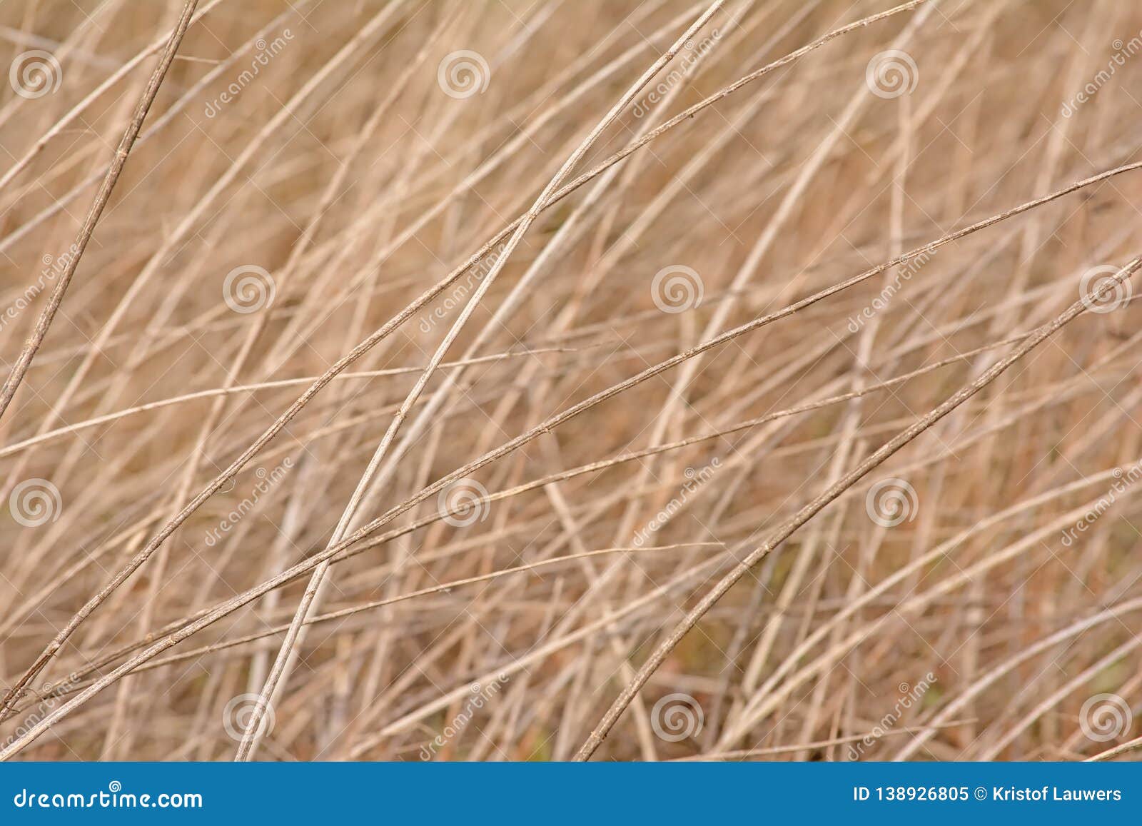 Bokeh Background of Beige Twigs Waving in the Wind Stock Image - Image ...