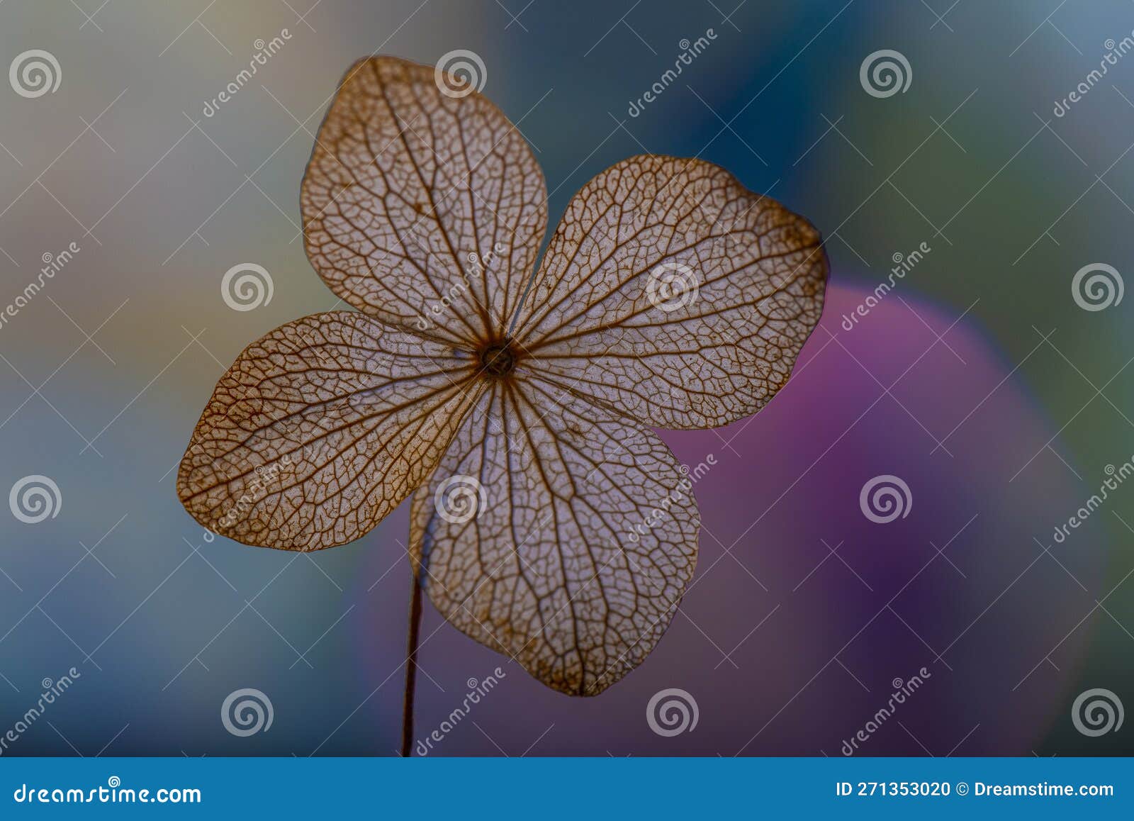 Bokeh Background and Hydrangea Flower Skeleton with Veins and Cells ...