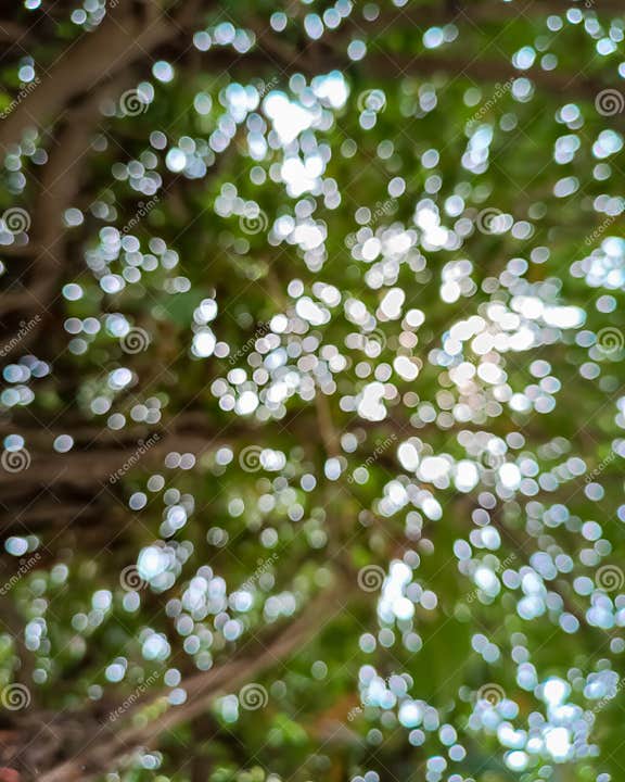 Bokeh Background of a Tree, Blur Background Stock Photo - Image of ...