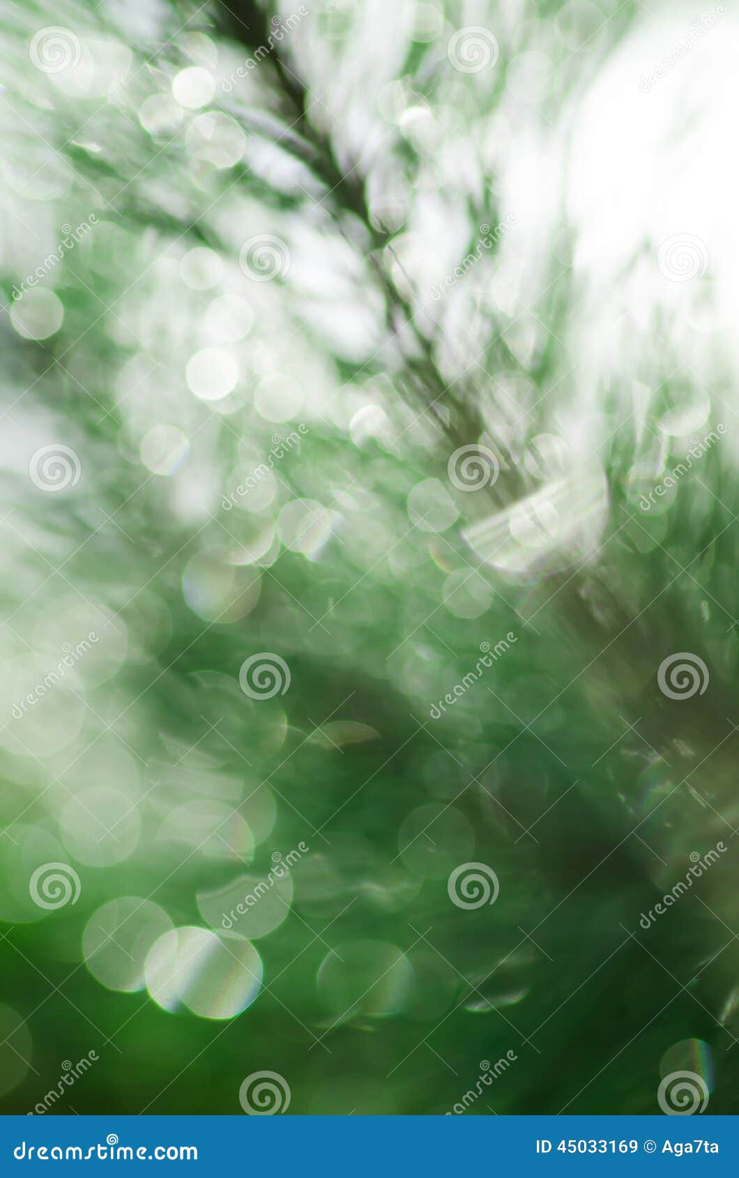 Bokeh Defocused Forest Background Stock Image - Image of green, forest ...