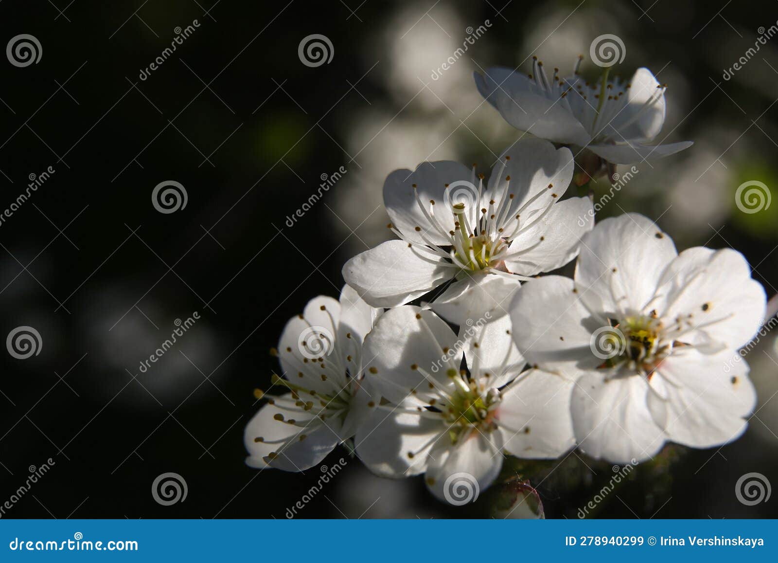 Bokeh Flower Background. Cherry Flowers on a Branch in the Backlight ...