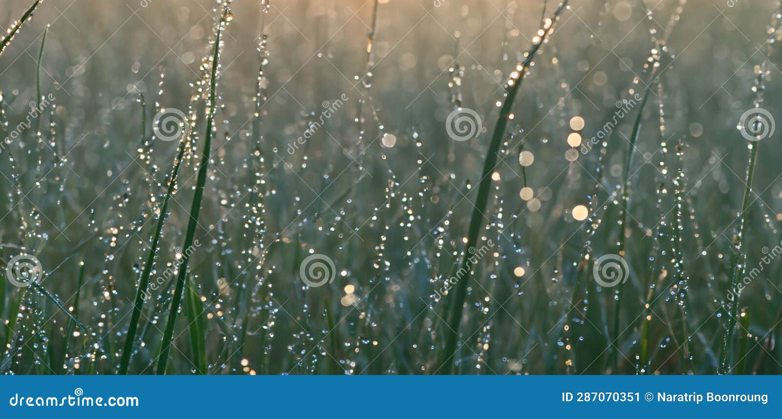Bokeh Water Droplets Water Mist Dew Drops on the Top of the Grass Stock ...