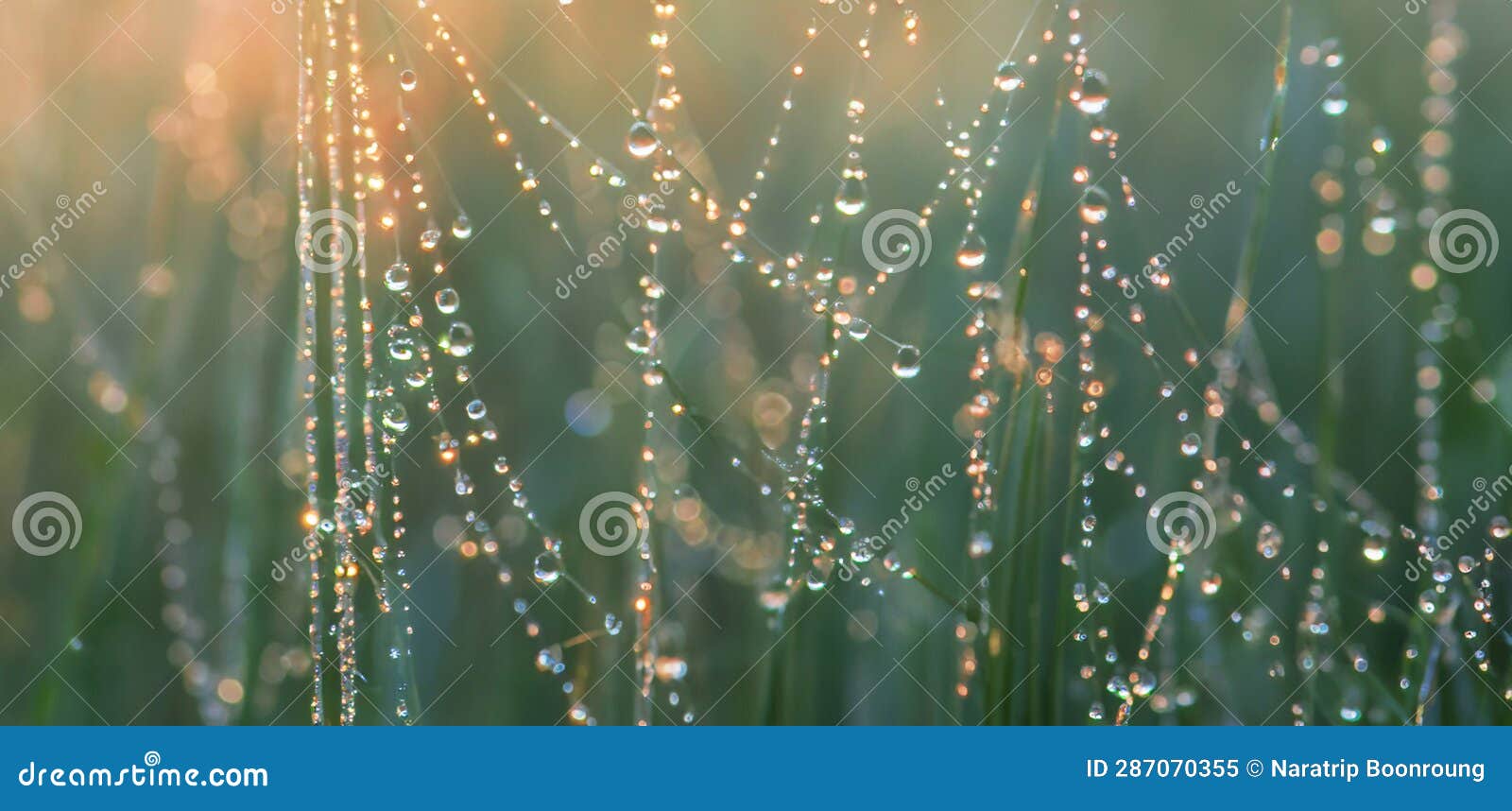 Bokeh Water Droplets Water Mist Dew Drops on the Top of the Grass 3d ...