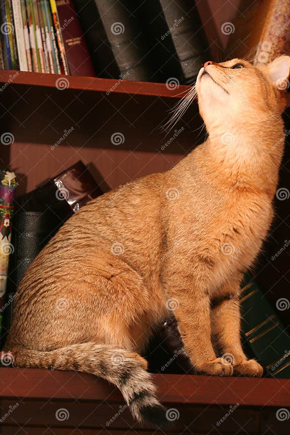 Bokkcase kitty stock image. Image of kitten, meow, shelving - 1330829