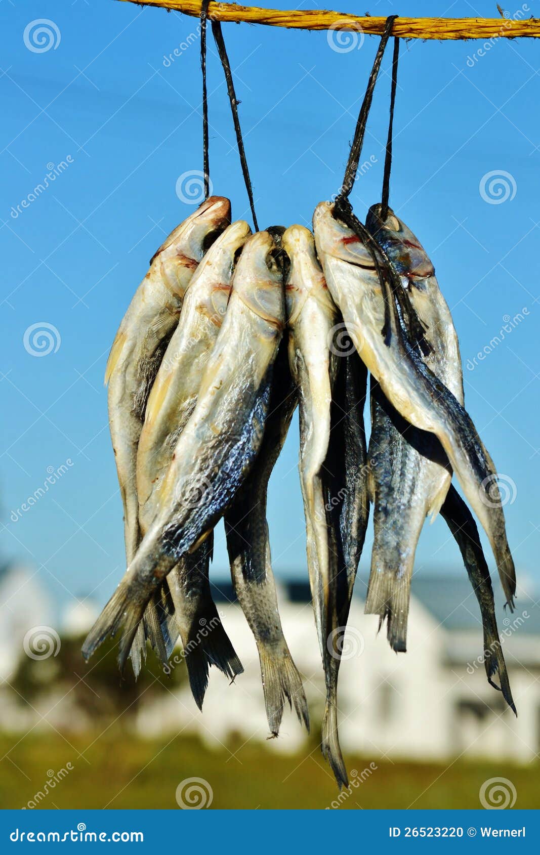 Bokkoms dried fish stock photo. Image of delicacy, south - 26523220