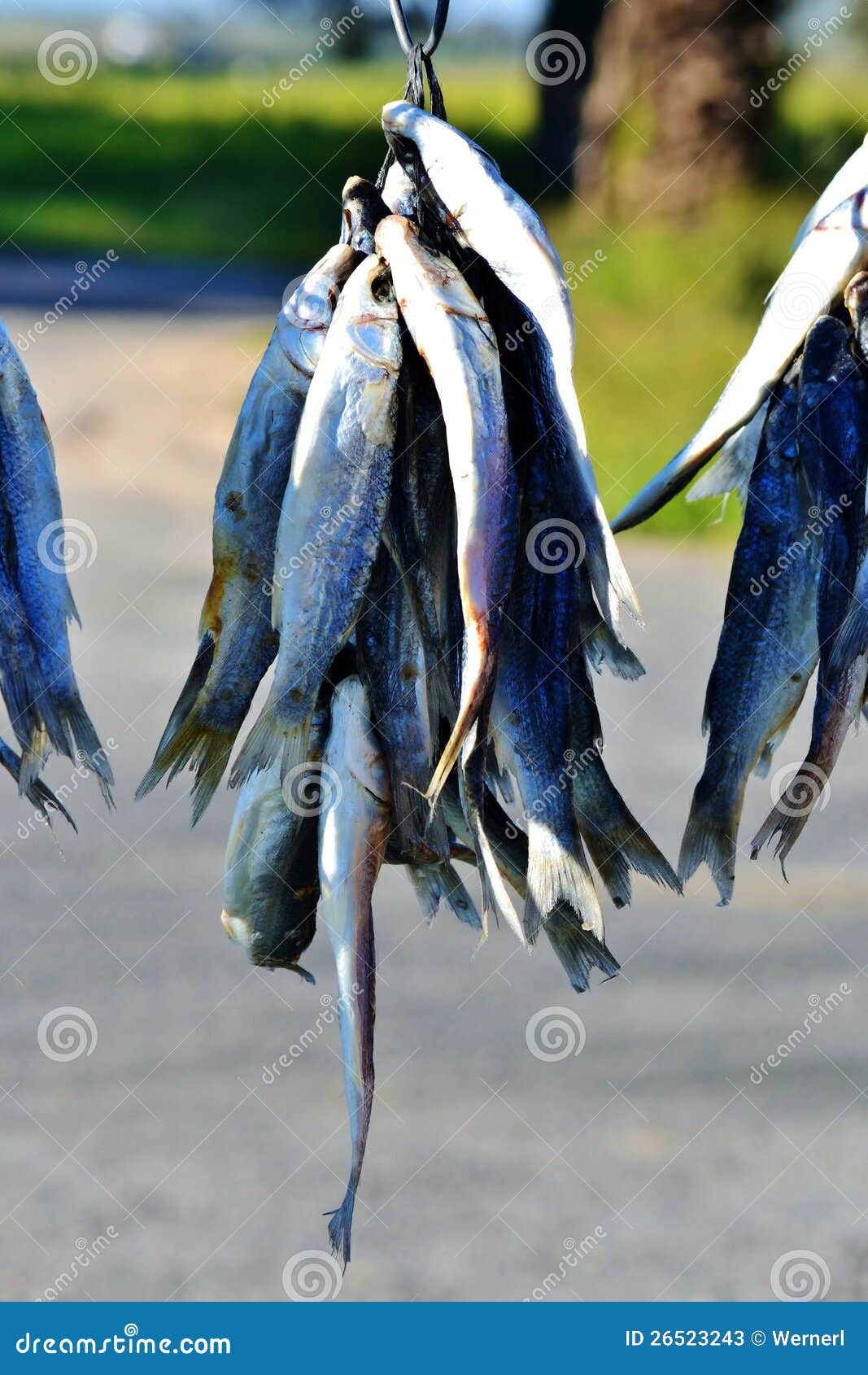Bokkoms dried fish stock image. Image of westcoast, rural - 26523243