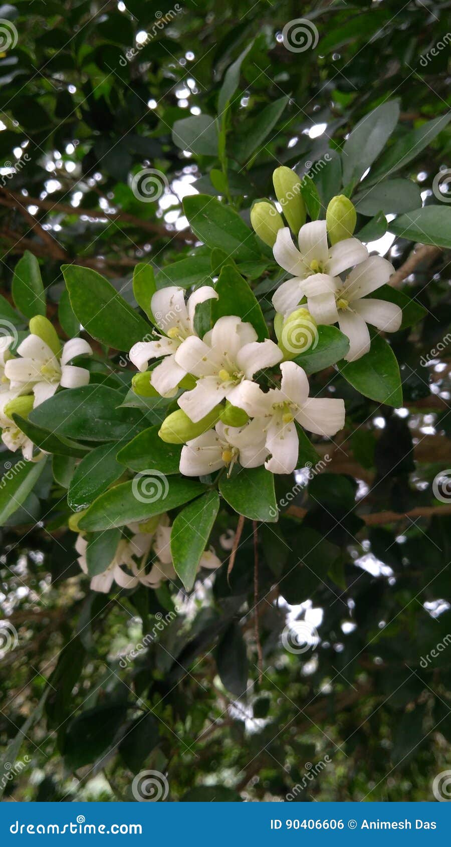 Bokul stock photo. Image of trees, bokul, smell, sweet - 90406606