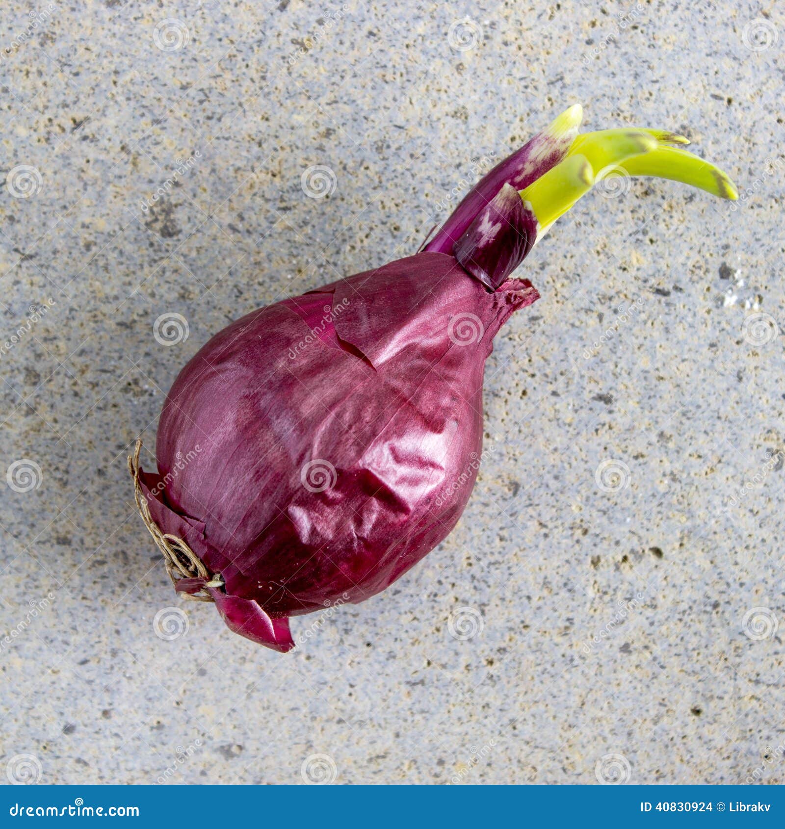 Bol Van Rode Ui Met Groene Spruit Stock Foto - Image of landbouw, kruid ...
