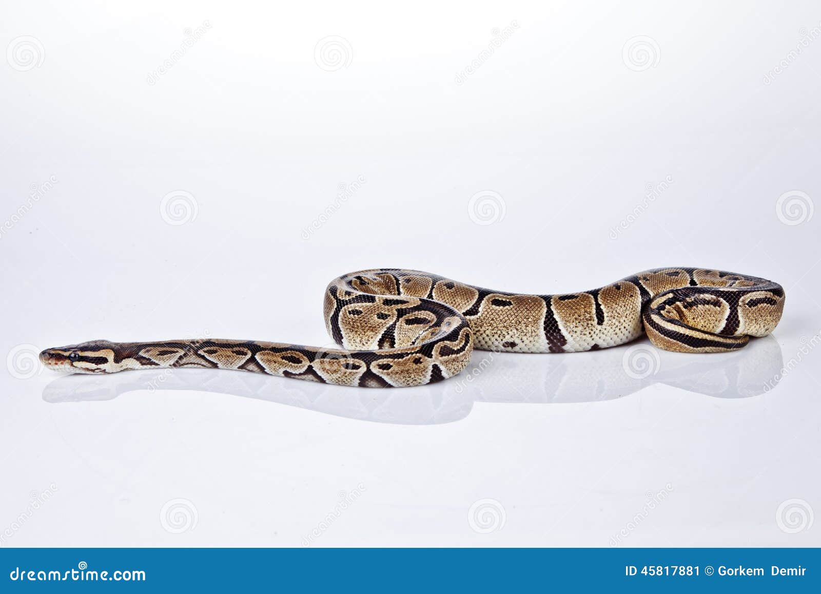 Bola Python Con El Fondo Blanco Imagen de archivo - Imagen de bola ...